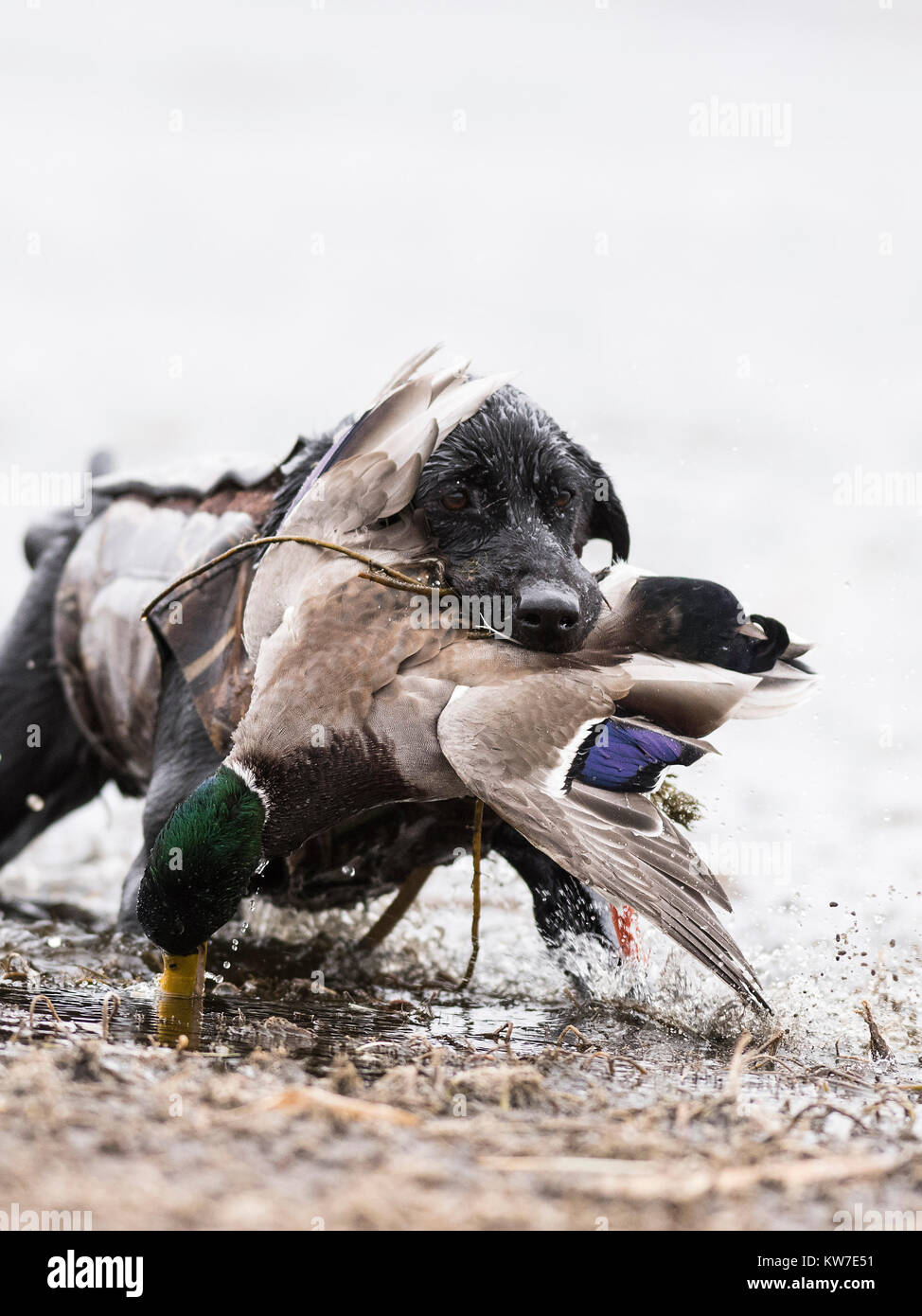 A Black Labrador Retriever with a Mallard Duck in North Dakota Stock ...