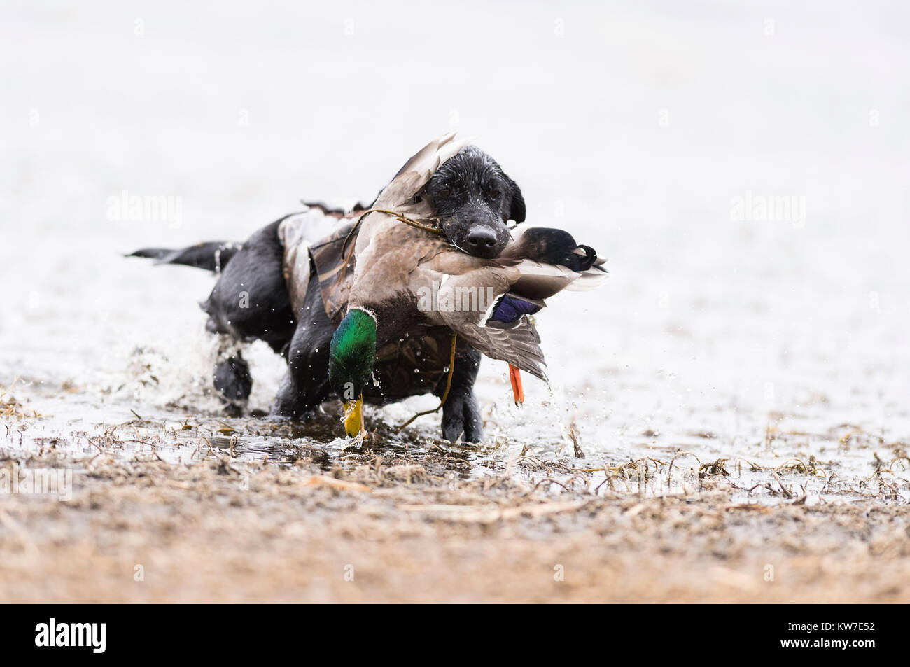 A Black Labrador Retriever with a Mallard Duck in North Dakota Stock ...