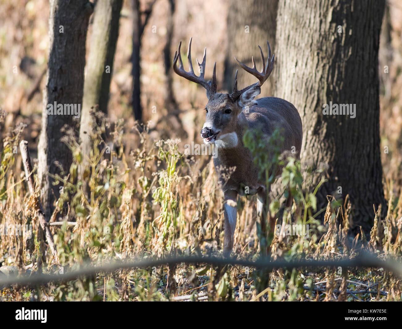 Wild Whitetail Buck during the rut in Minnesota Stock Photo - Alamy