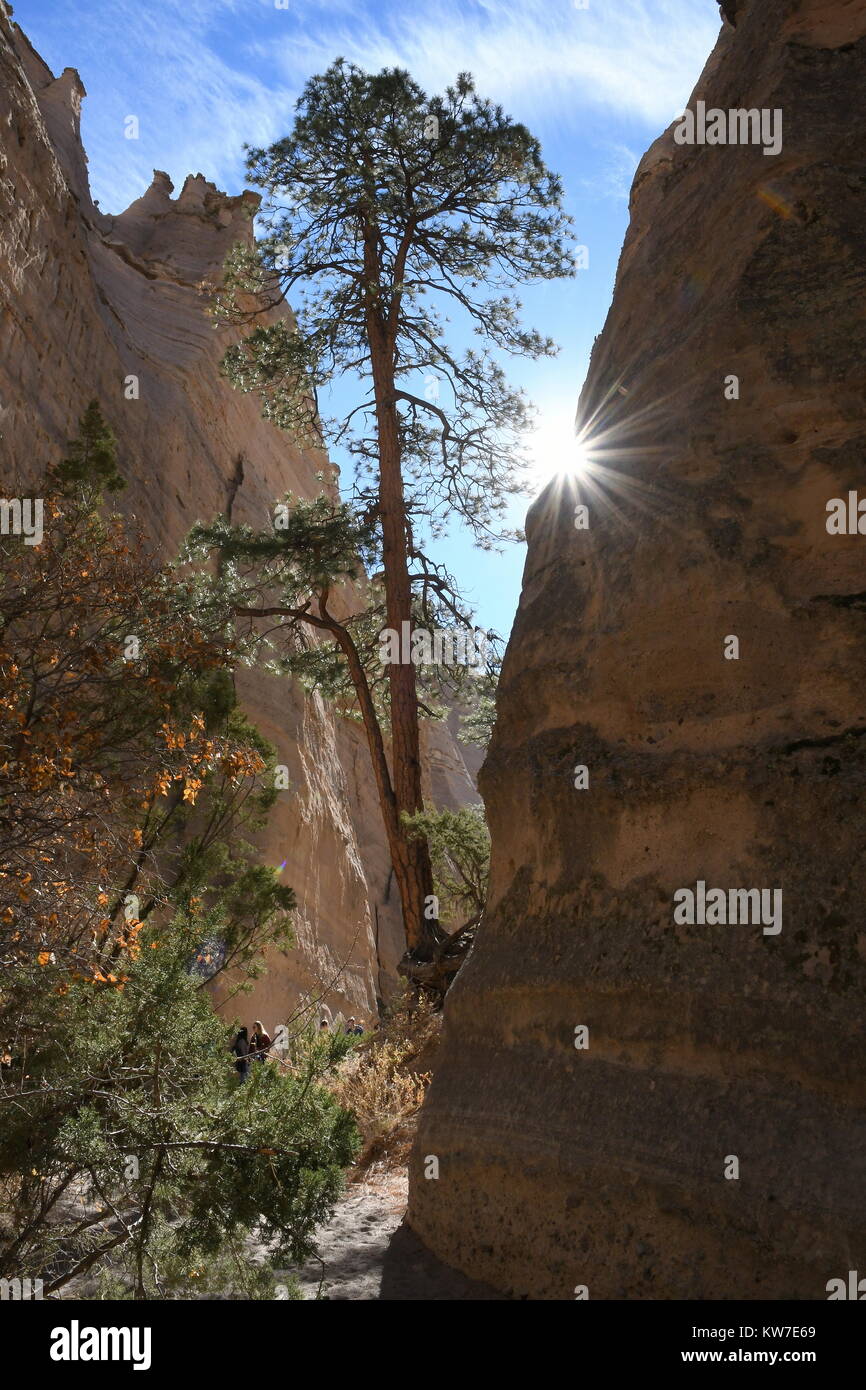 A lone tree grows between the canyon walls in Tent Rocks National ...