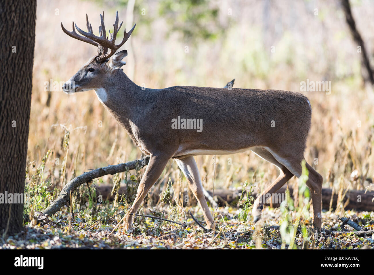 Wild Whitetail Buck during the rut in Minnesota Stock Photo - Alamy