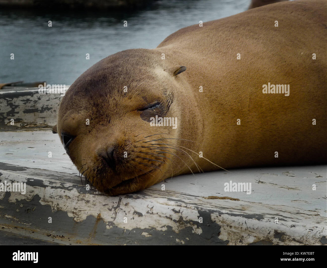 Sea lion napping Stock Photo - Alamy