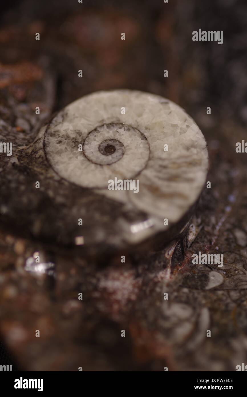 Polished Ammonite Fossil, Spiral Shell. Macro Photo, Exeter, Devon, UK ...