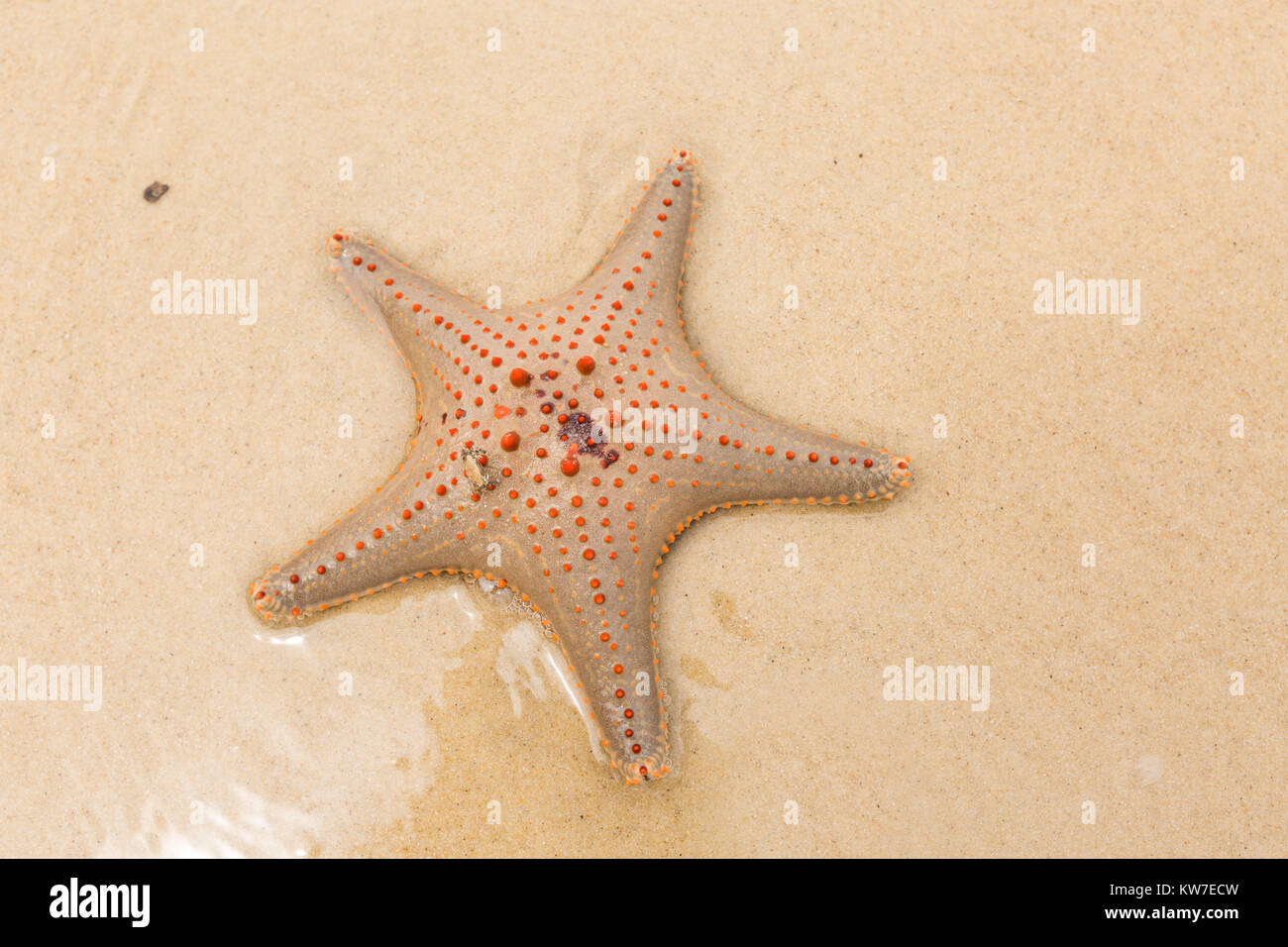 Australia starfish hi-res stock photography and images - Alamy