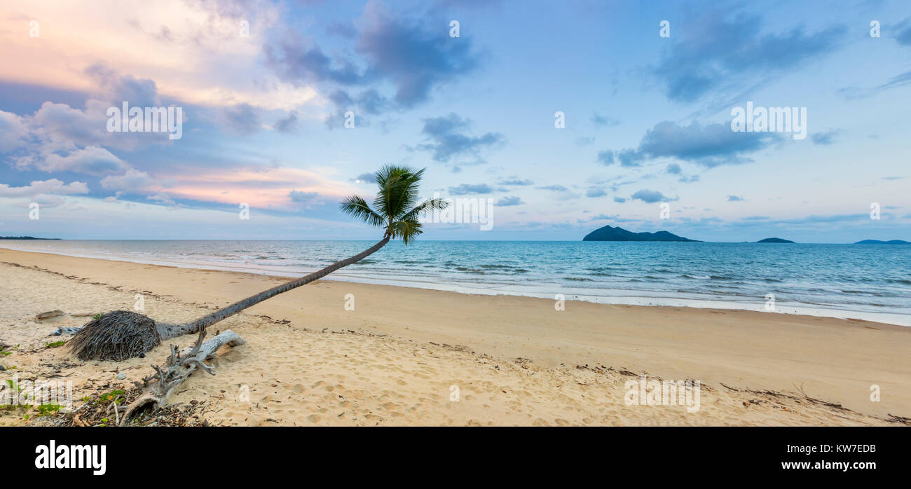 large coconut tree on the beach Australia Stock Photo - Alamy
