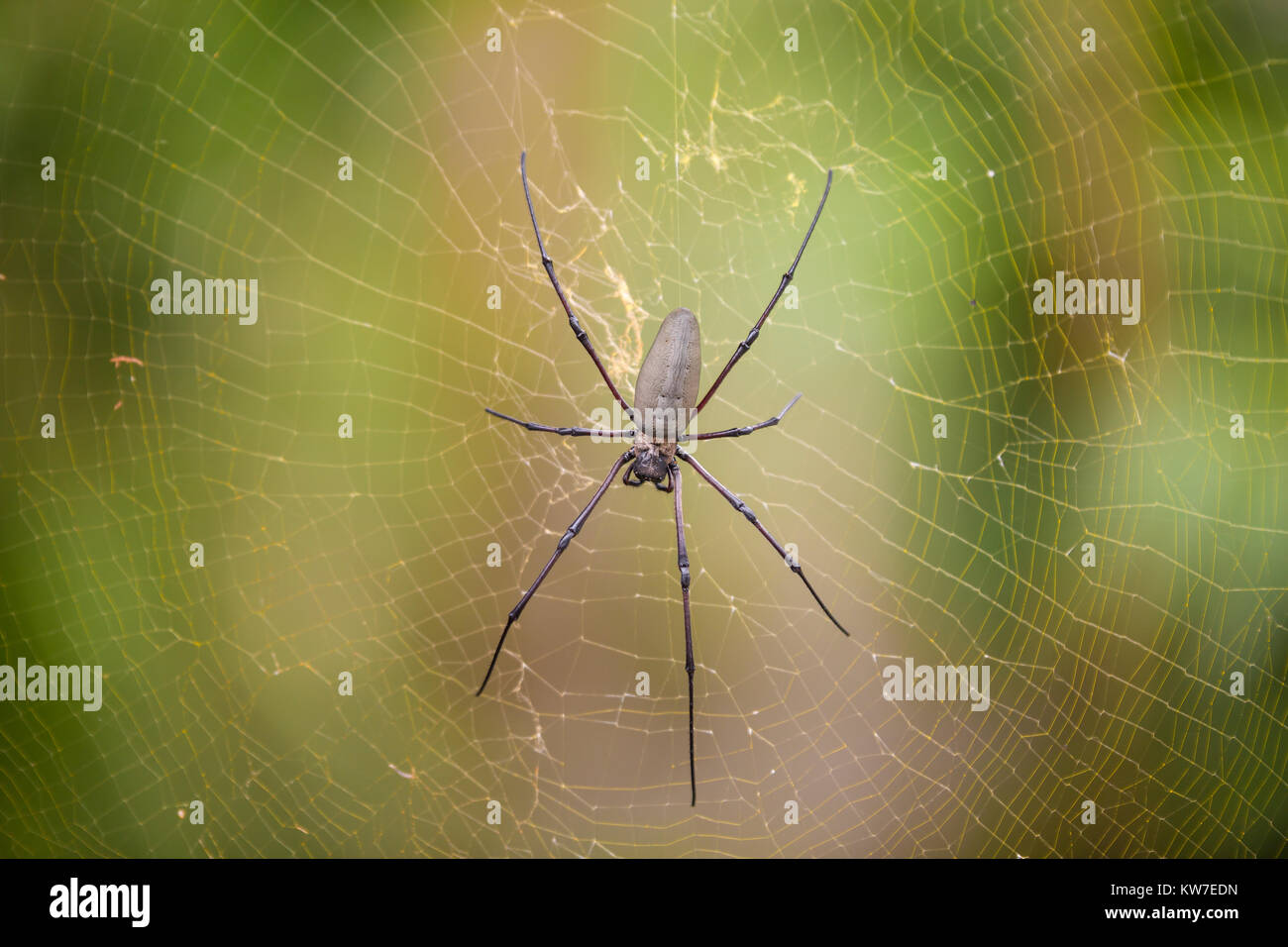 large Australian spider on its web Stock Photo - Alamy