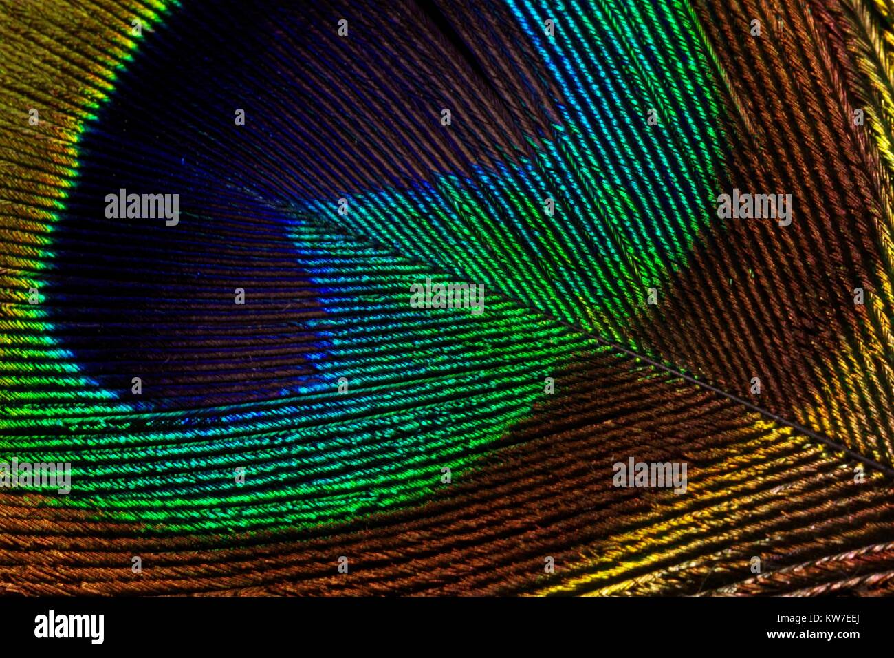 Macro Photo of Peacock Feather, Spectacular Colour Via Irredescence ...