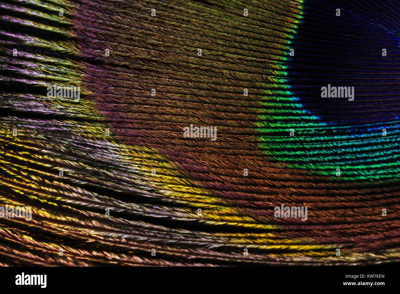 Macro Photo of Peacock Feather, Spectacular Colour Via Irredescence ...