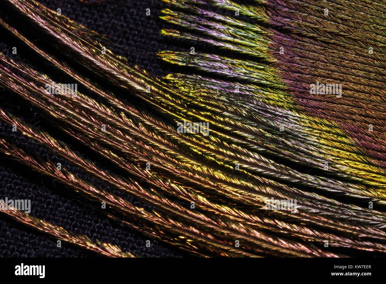 Macro Photo of Peacock Feather, Spectacular Colour Via Irredescence ...