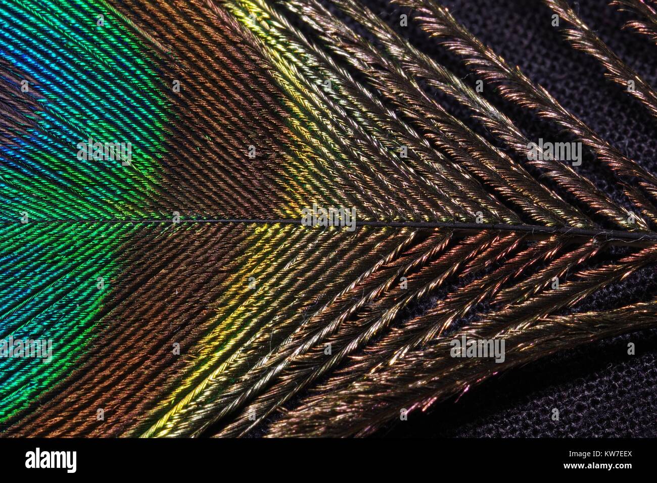 Macro Photo of Peacock Feather, Spectacular Colour Via Irredescence ...