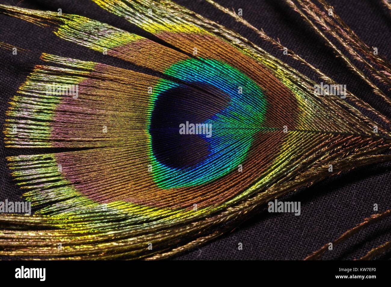 Macro Photo of Peacock Feather, Spectacular Colour Via Irredescence ...