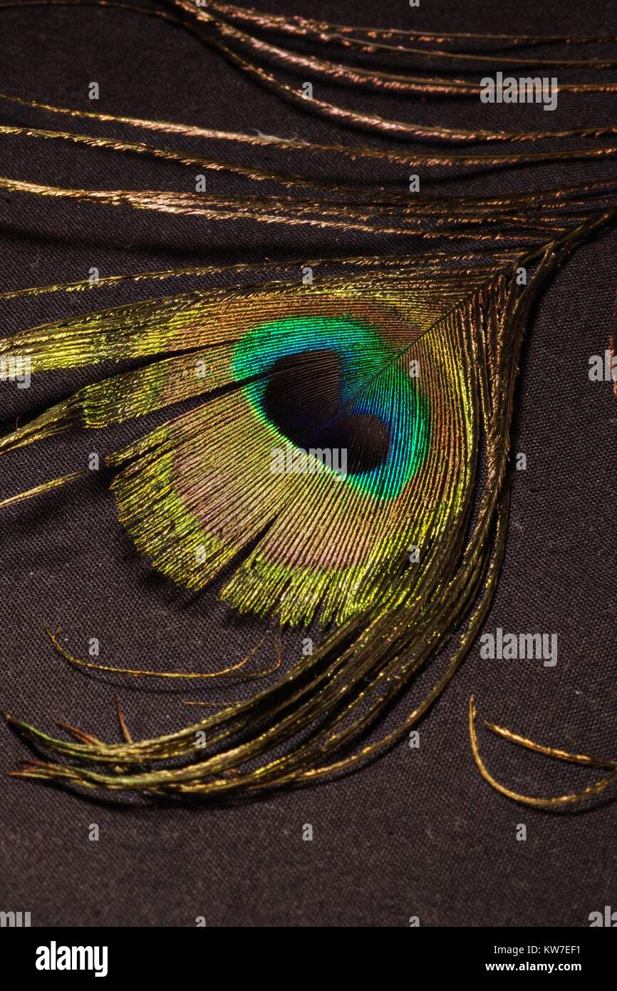 Macro Photo of Peacock Feather, Spectacular Colour Via Irredescence ...