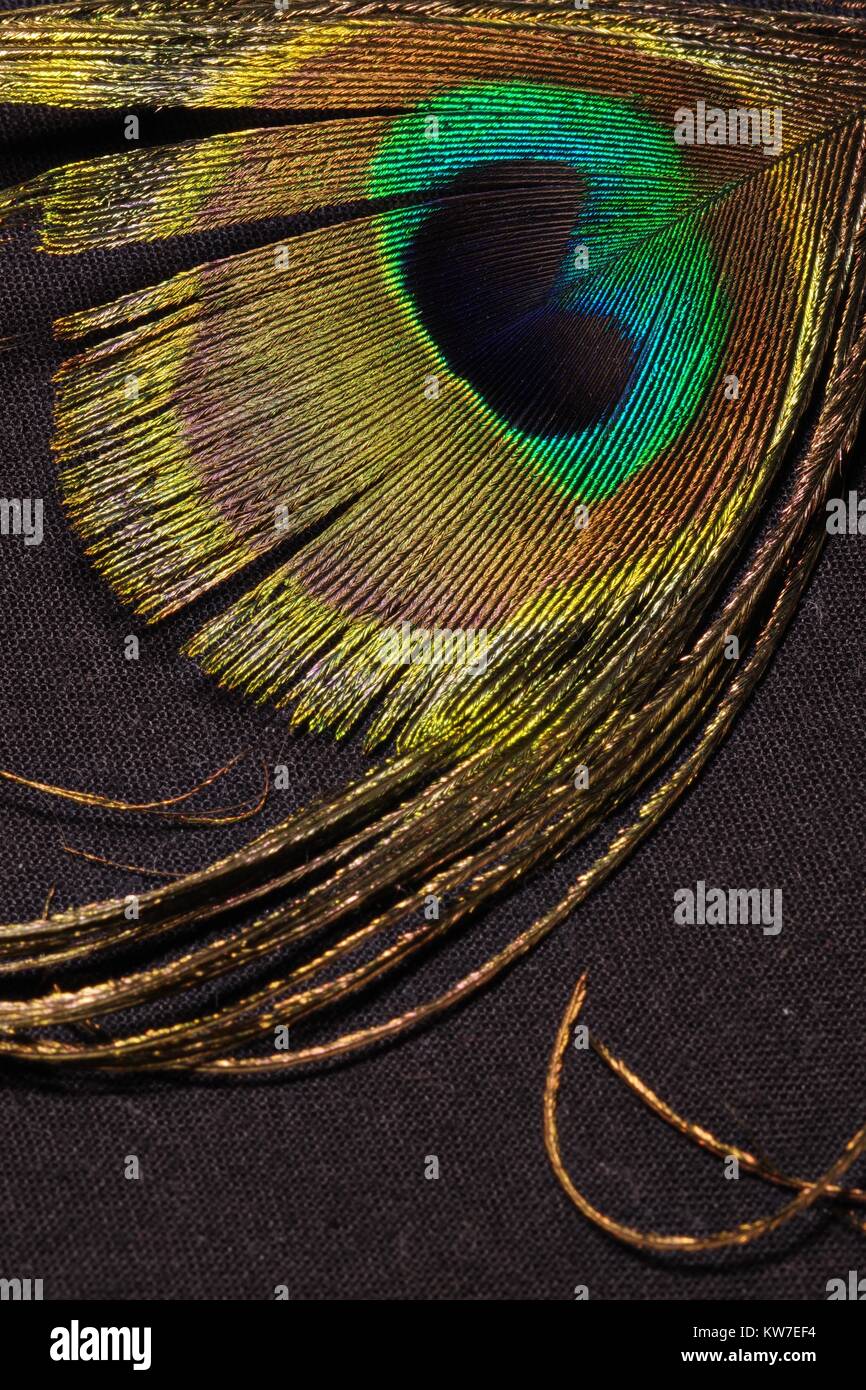Macro Photo of Peacock Feather, Spectacular Colour Via Irredescence ...
