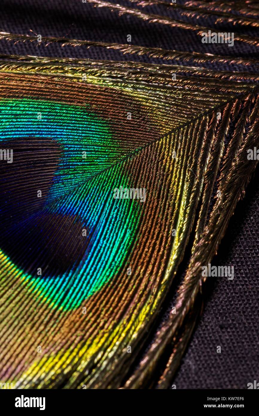 Macro Photo of Peacock Feather, Spectacular Colour Via Irredescence ...