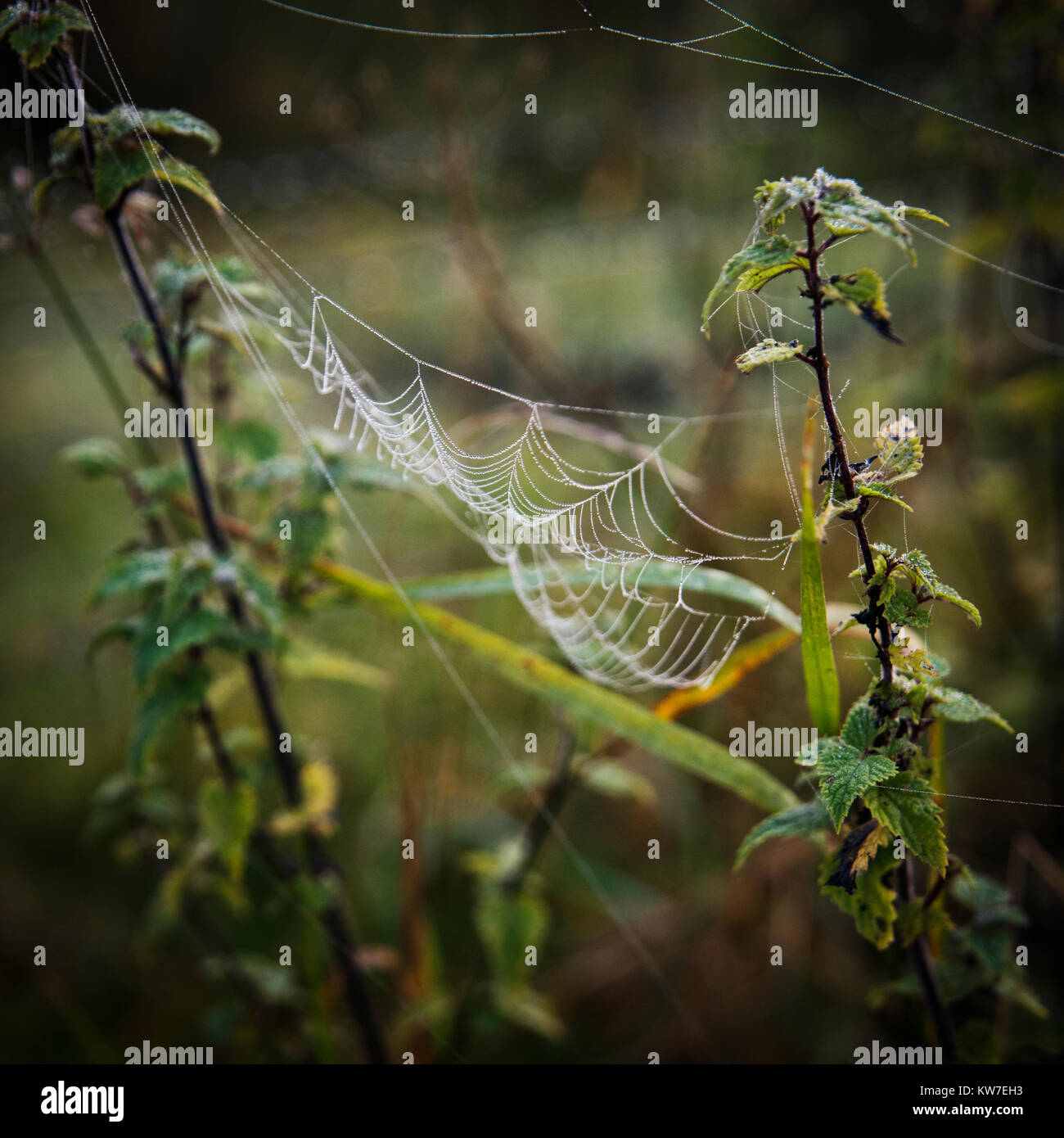 Autumn spider webs in plants Stock Photo - Alamy