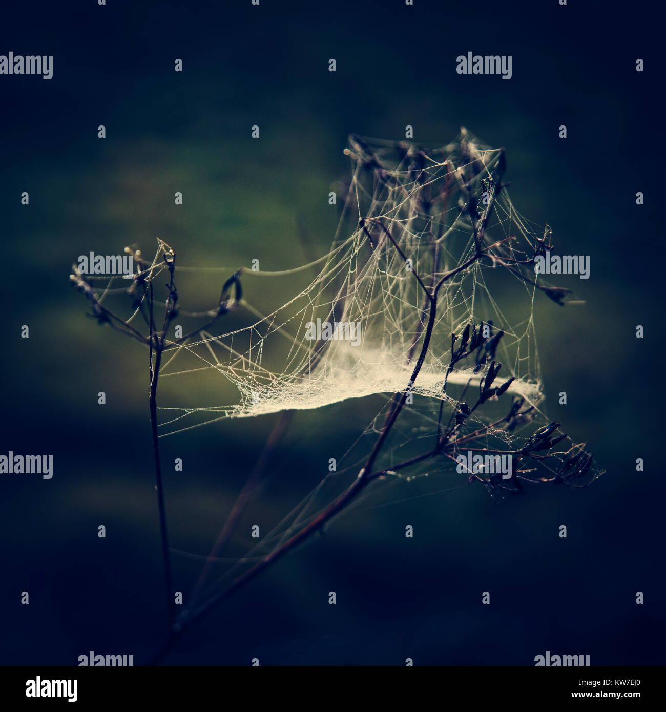 Autumn spider webs in plants Stock Photo - Alamy
