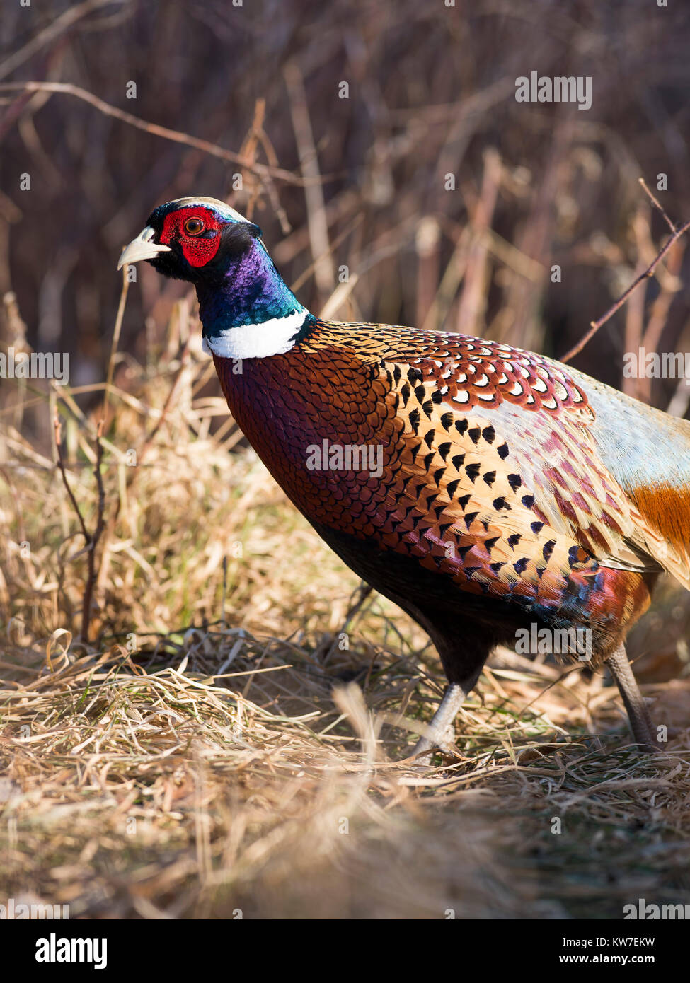 Ringneck Pheasants in the late Autumn Stock Photo - Alamy