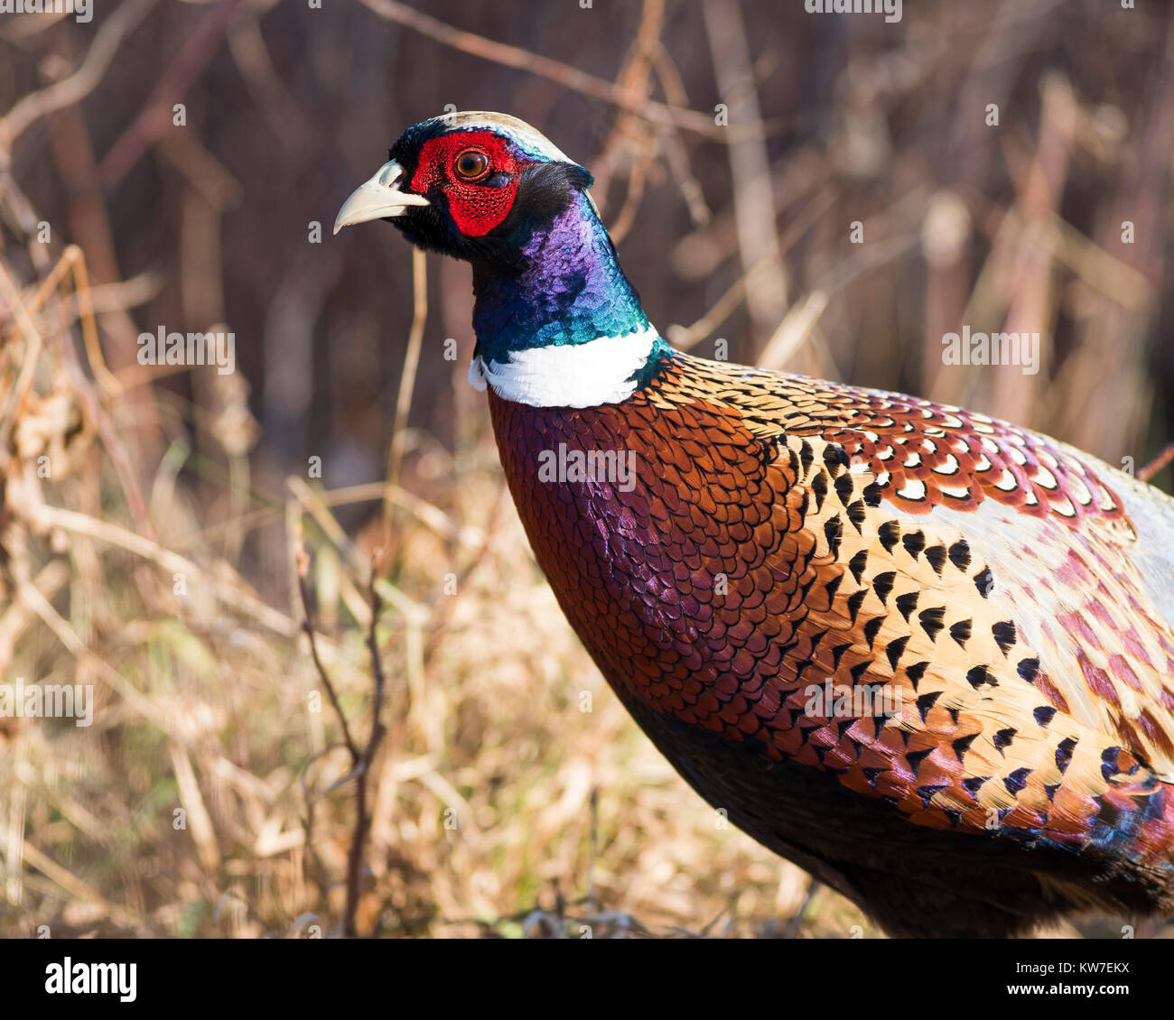 Chinese ringneck pheasant hi-res stock photography and images - Alamy