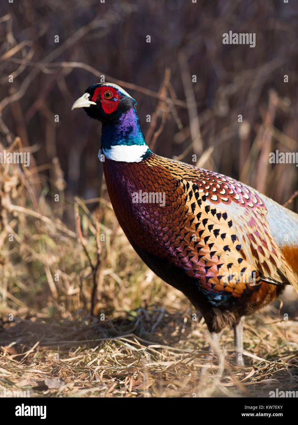 Chinese ringneck pheasant hi-res stock photography and images - Alamy