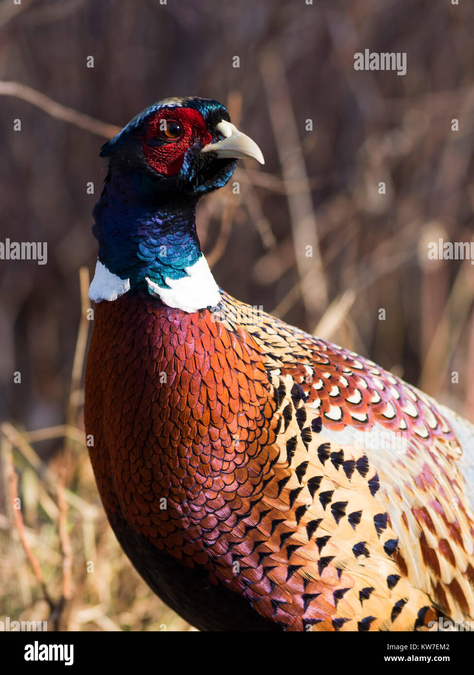 Ringneck Pheasants in the late Autumn Stock Photo - Alamy