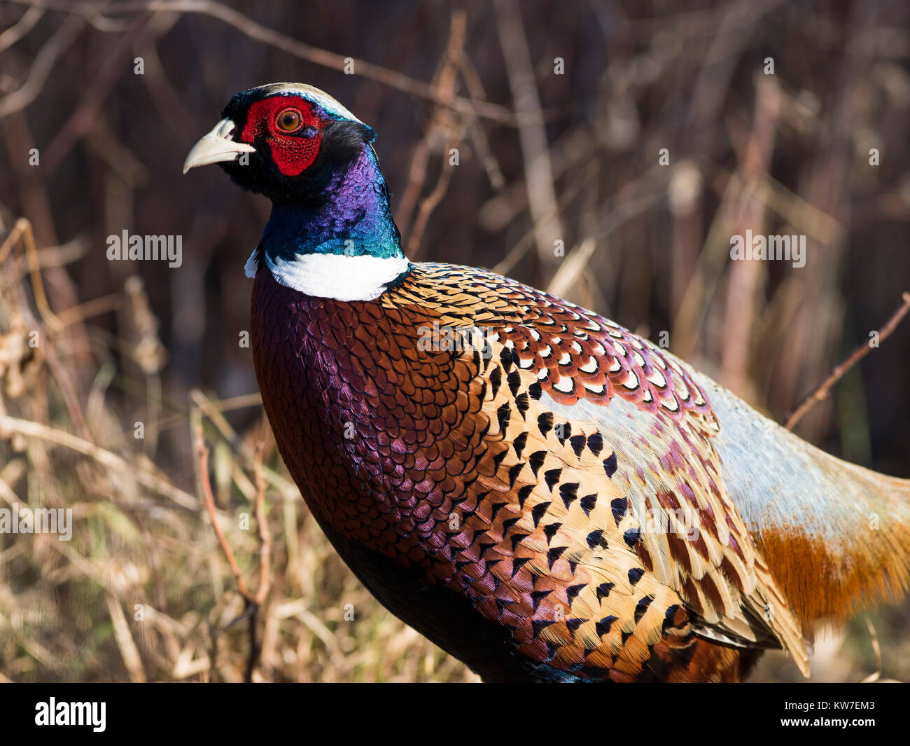 Ringneck Pheasants in the late Autumn Stock Photo - Alamy