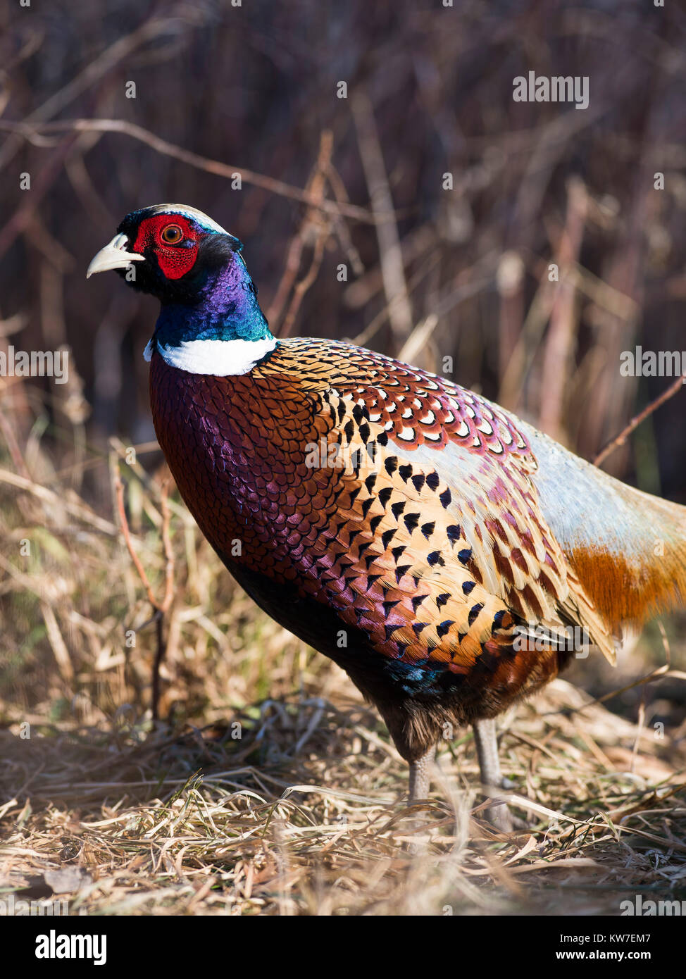 Male And Female Pheasants Stock Photos & Male And Female Pheasants ...