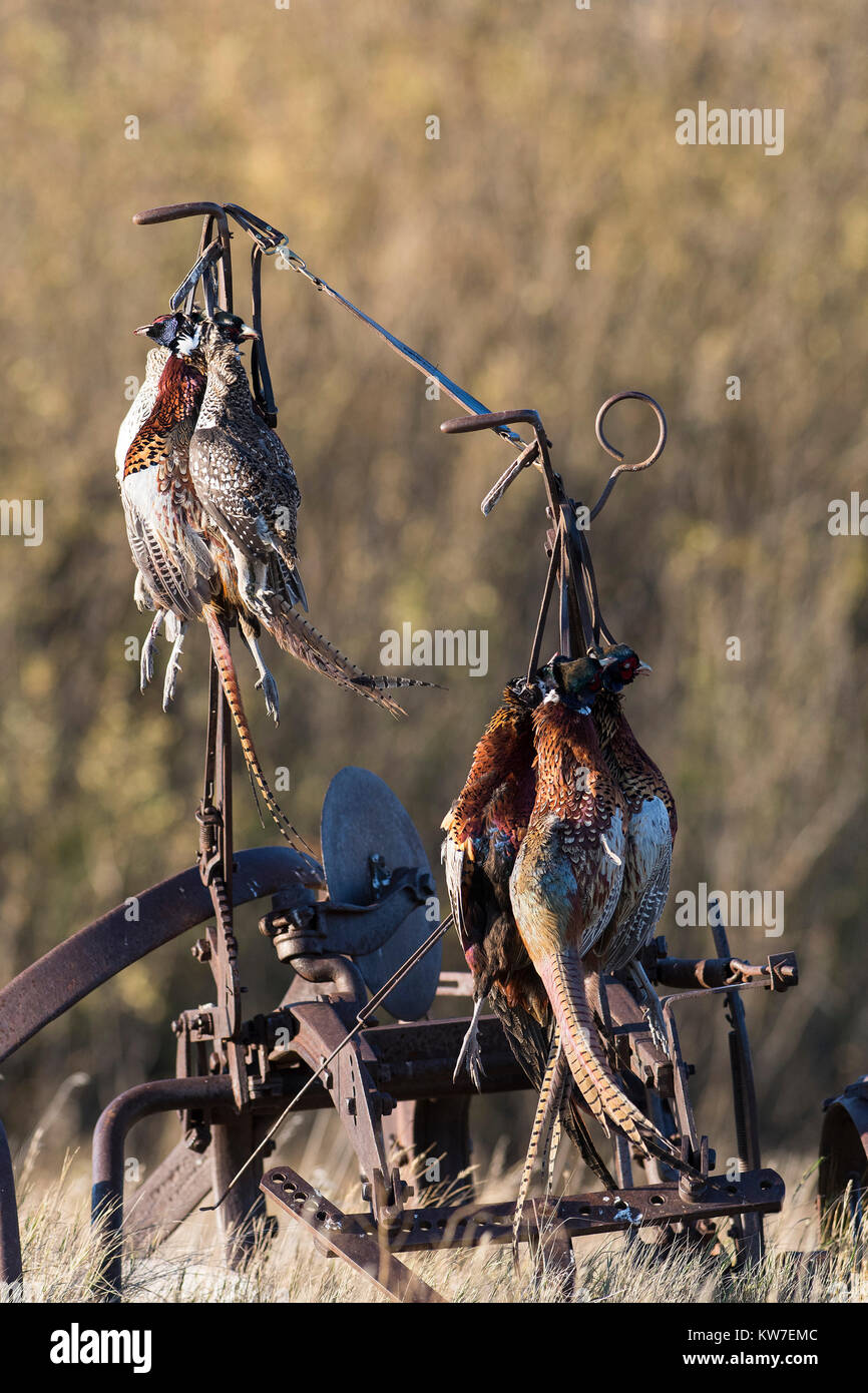 Harvested Pheasants and Grouse from a hunt in North Dakota Stock Photo ...