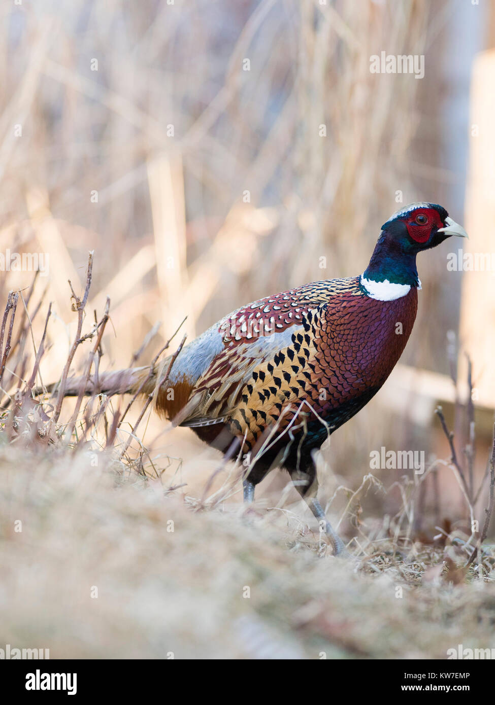 Chinese ringneck pheasant hi-res stock photography and images - Alamy