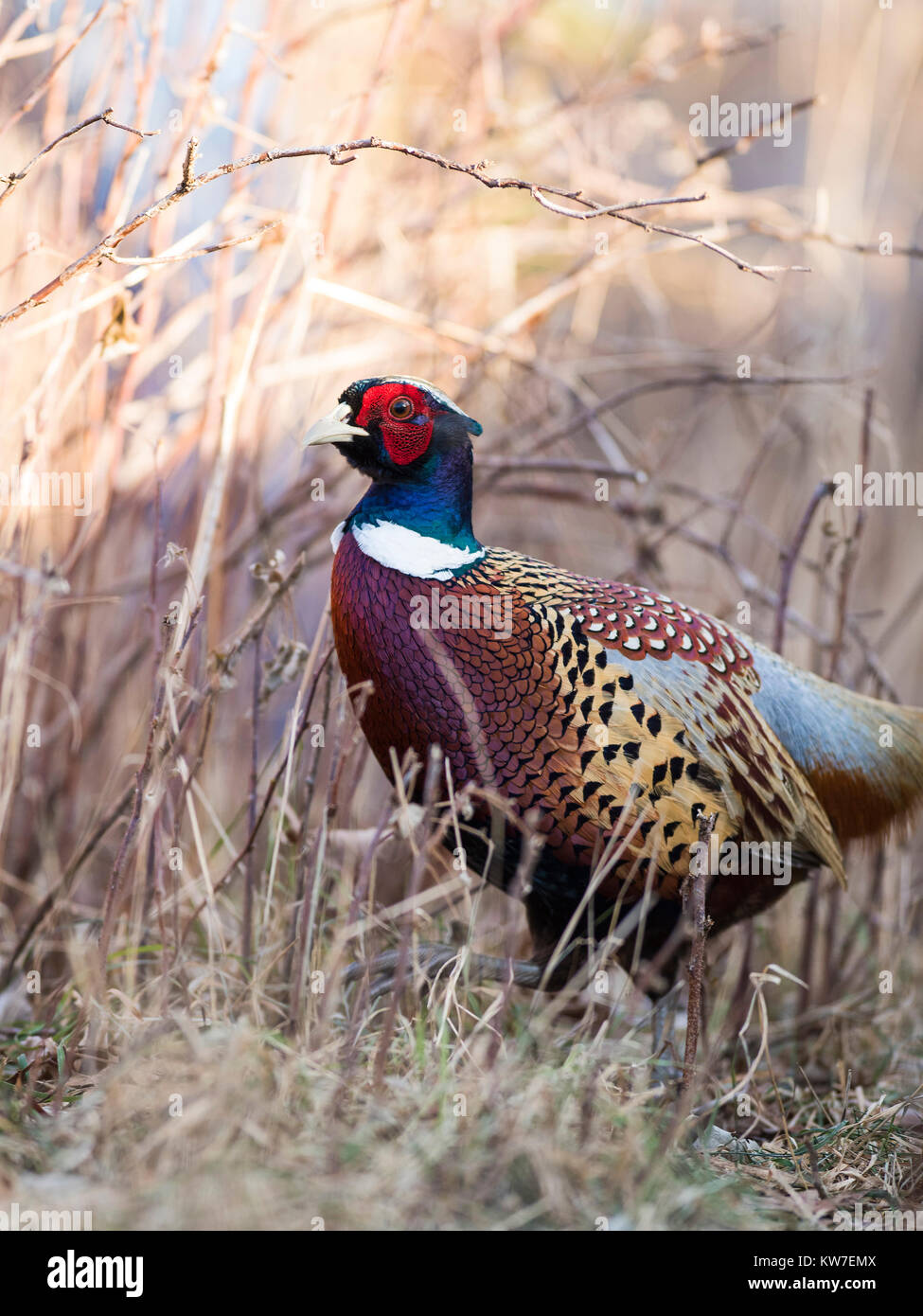 Ringneck Pheasants in the late Autumn Stock Photo - Alamy
