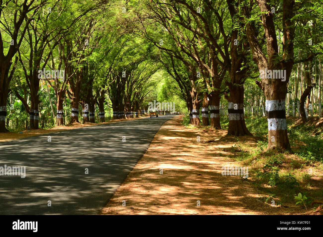 Pollachi hi-res stock photography and images - Alamy