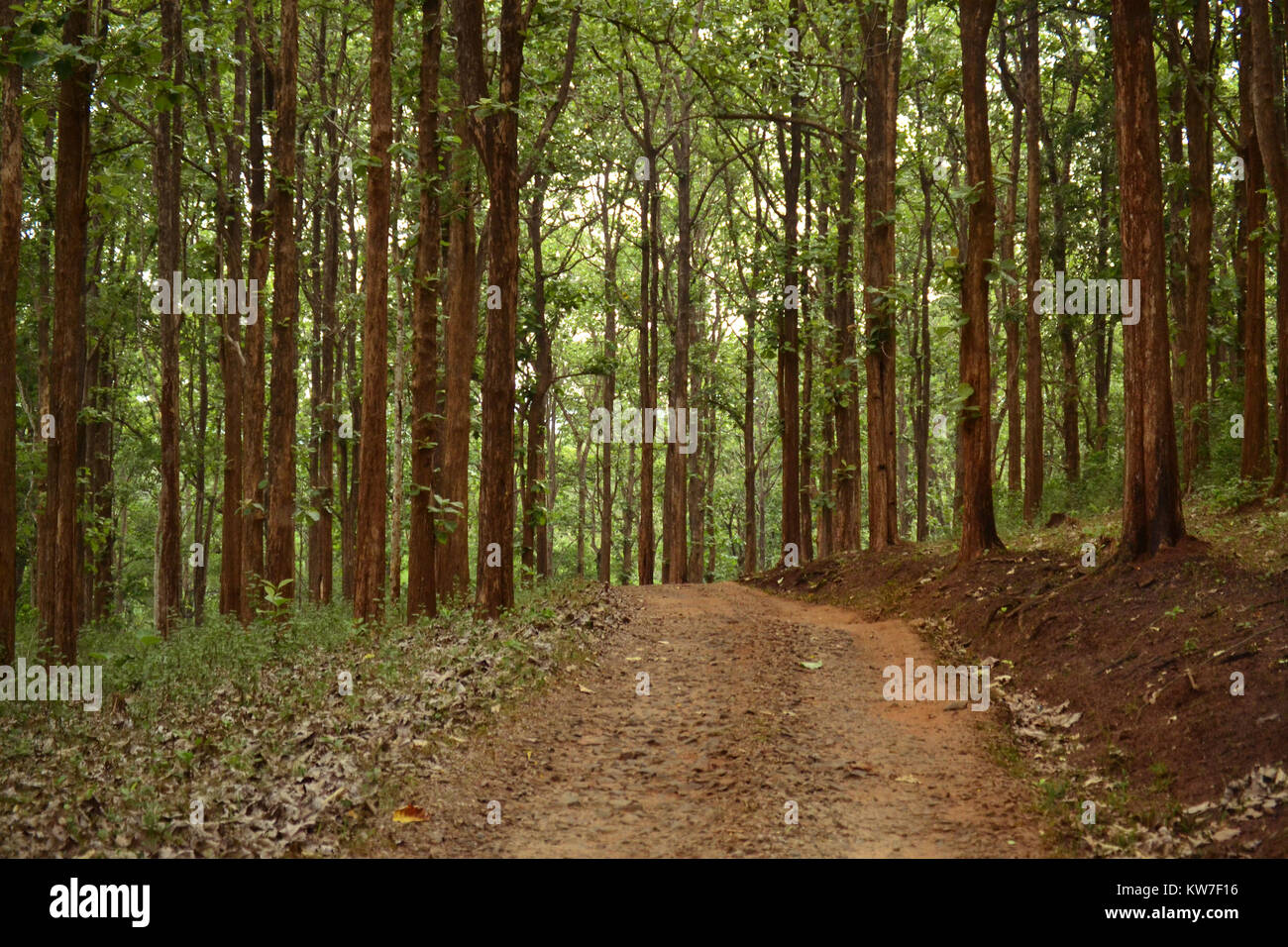 Teak tree hi-res stock photography and images - Alamy