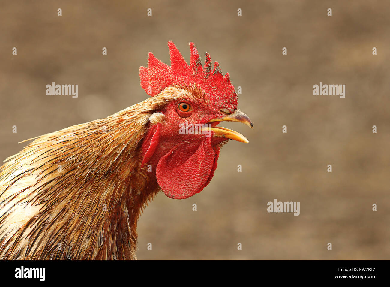 close up of singing rooster in the farm yard, out of focus background ...