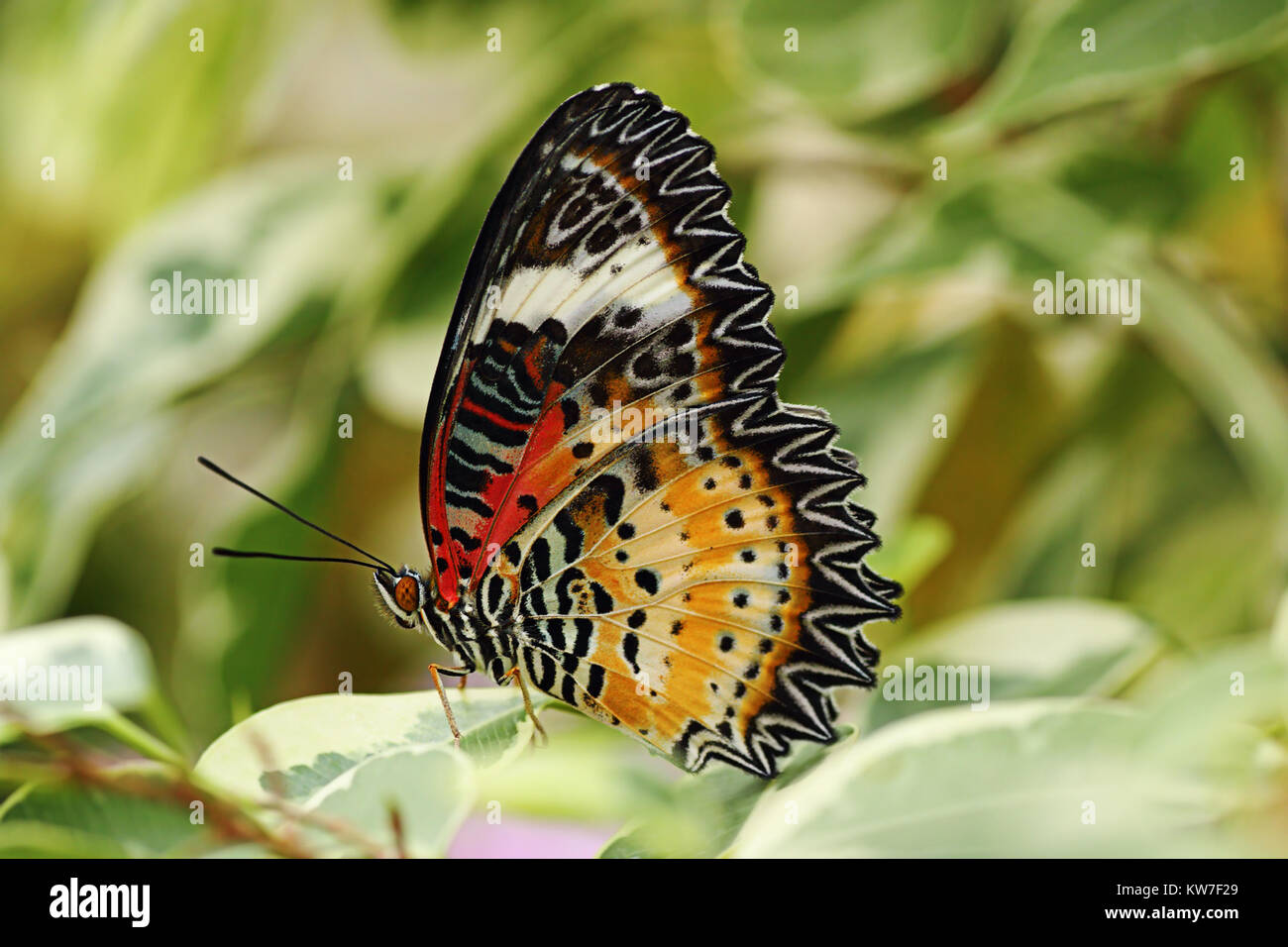 closeup of leopard lacewing butterfly ( Cethosia cyane Stock Photo - Alamy
