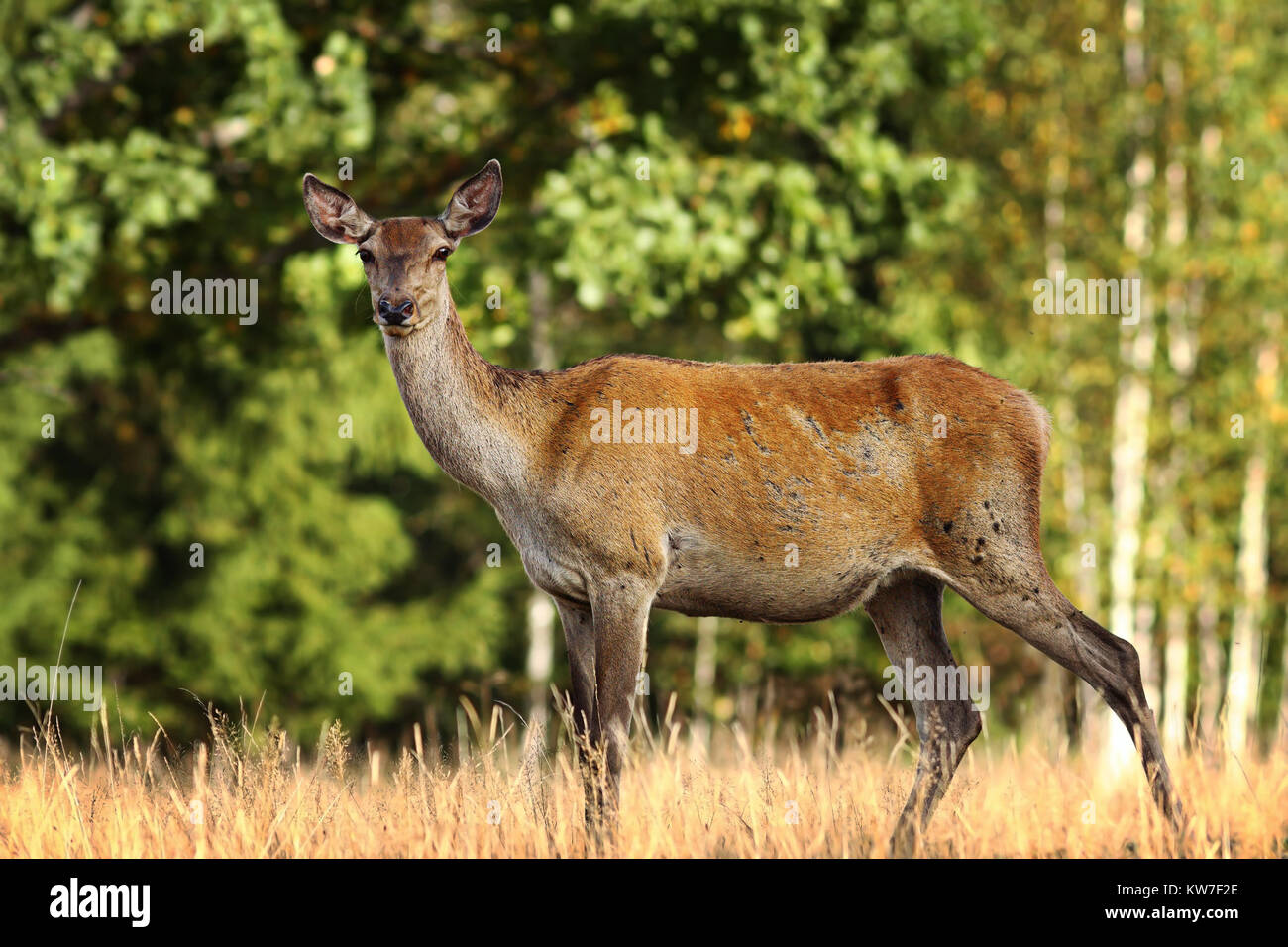curious red deer doe in a glade ( Cervus elaphus ), wild animal from ...