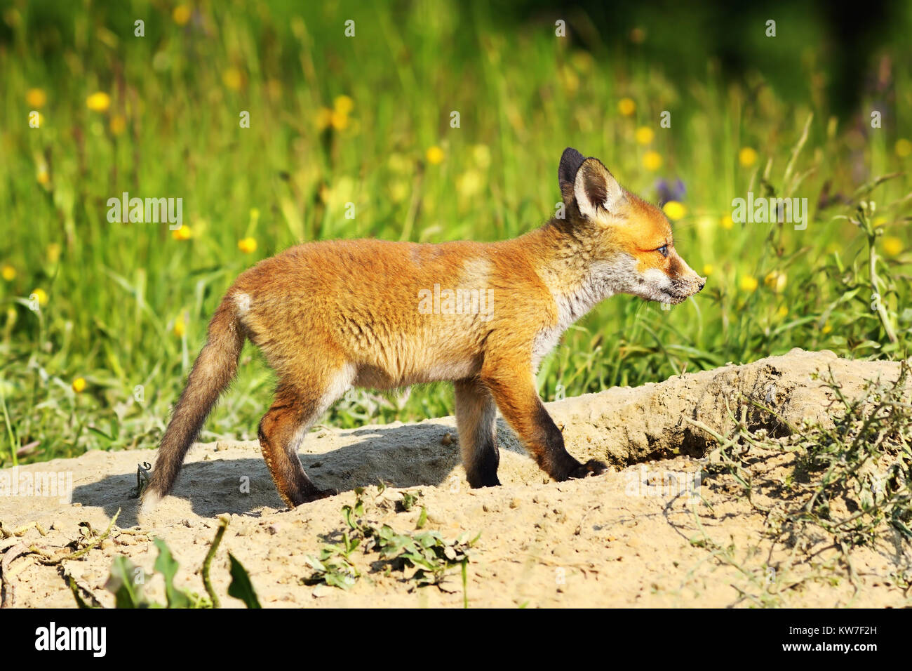 Young red fox vulpes vulpes hi-res stock photography and images - Alamy