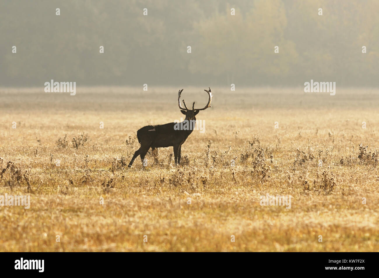 fallow deer stag on meadow in orange morning light ( Dama Stock Photo ...