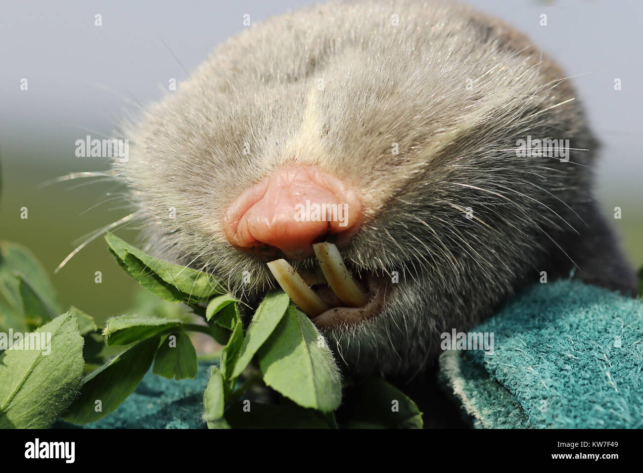Brown rat teeth hi-res stock photography and images - Alamy