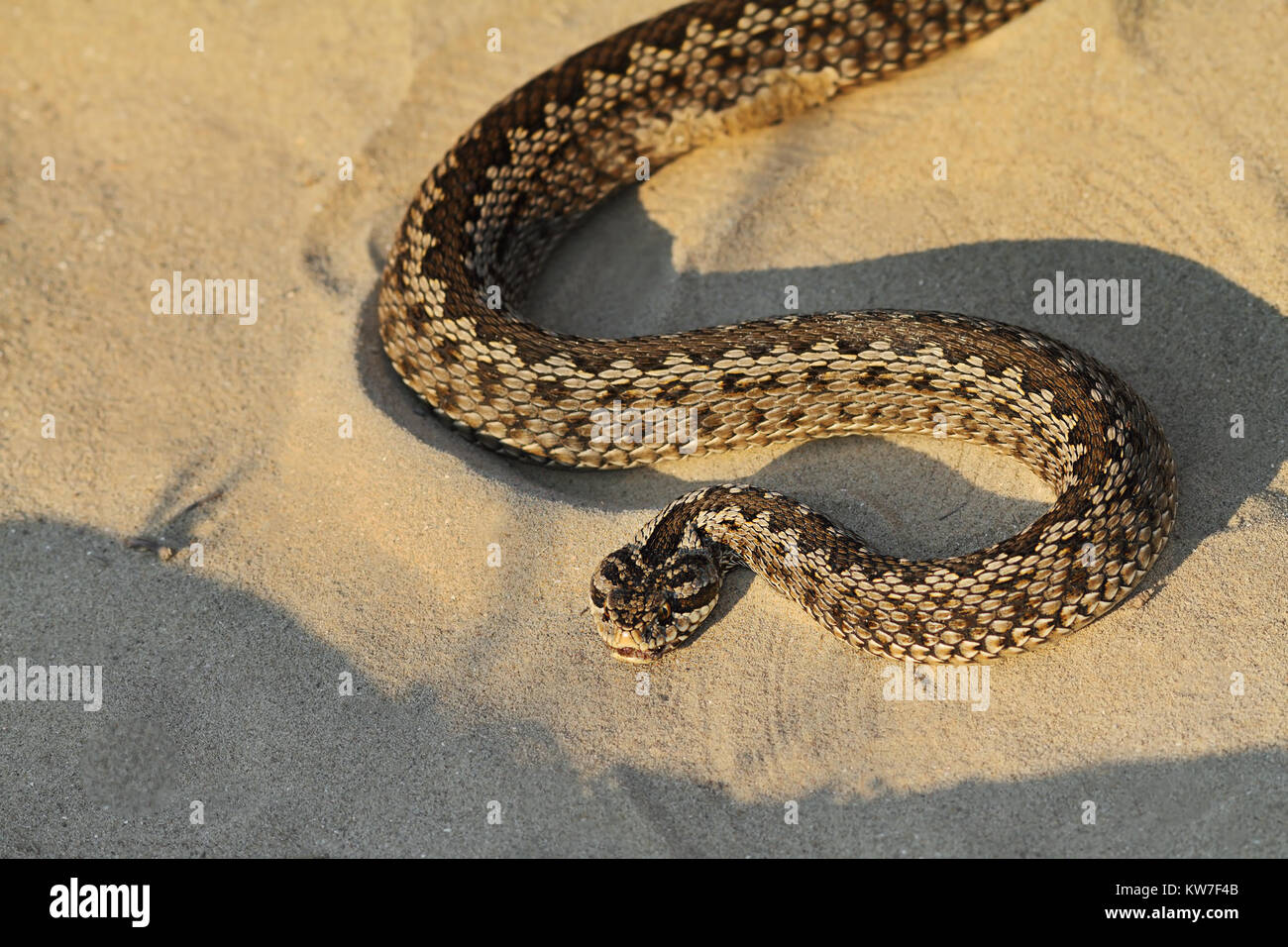 moldavian meadow viper on sand ( Vipera ursinii moldavica ), wild snake ...