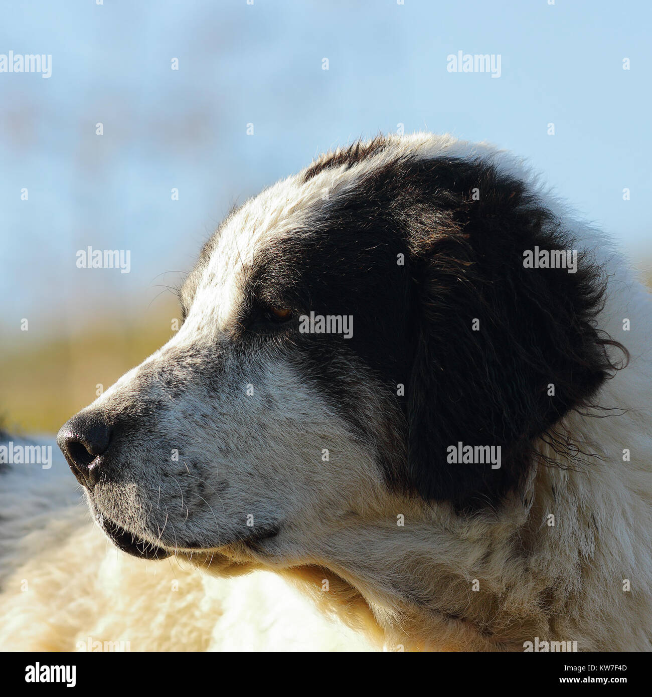 portrait of motley romanian shepherd dog Stock Photo - Alamy