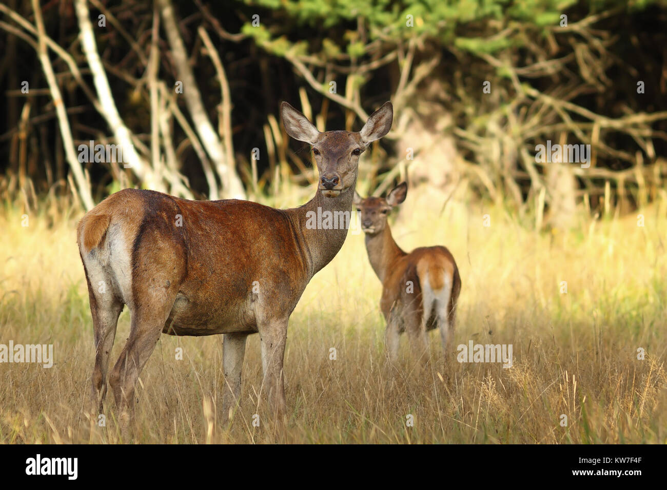 red deer doe with calf in natural habitat ( Cervus elaphus Stock Photo ...