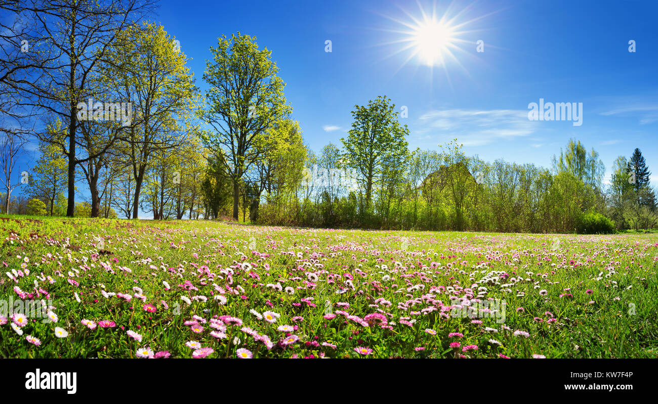 Wood with spring flowers Stock Photo - Alamy