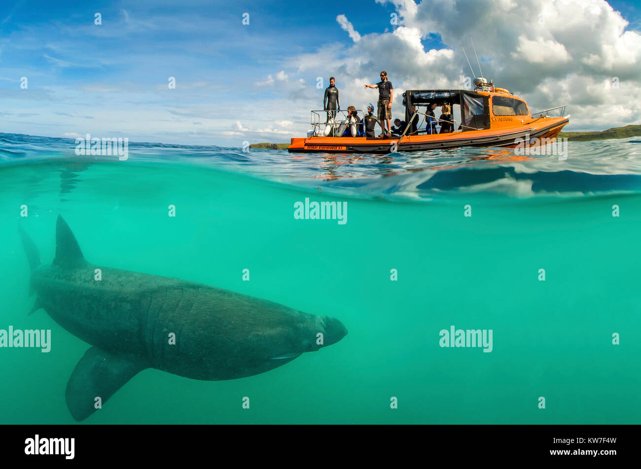Basking Shark Encounter, Mull, Scotland. Shark looks huge beside dive ...