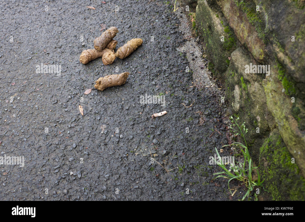 Faeces Stock Photos & Faeces Stock Images - Alamy