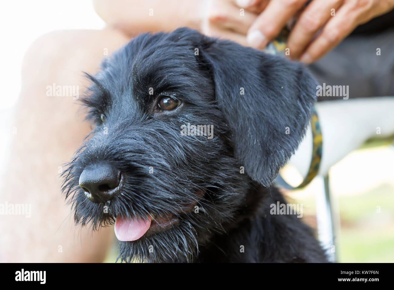 Closeup view of the head of the cute puppy of Giant Black Schnauzer dog ...