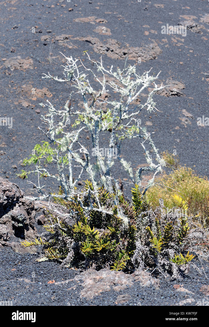 Pioneer species of plants including cacti, ferns and lichens begin to ...