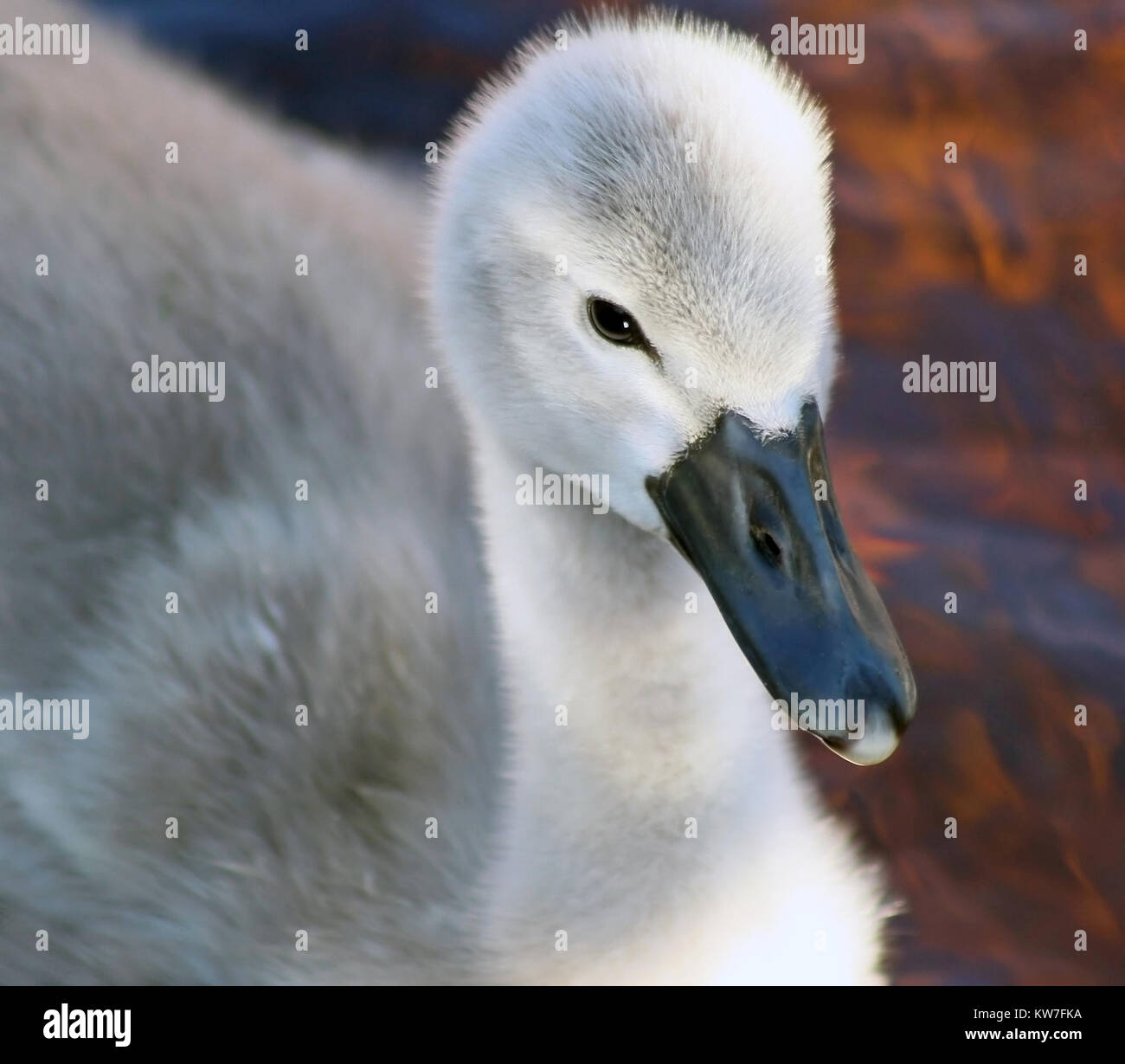 Mute swan baby hi-res stock photography and images - Alamy