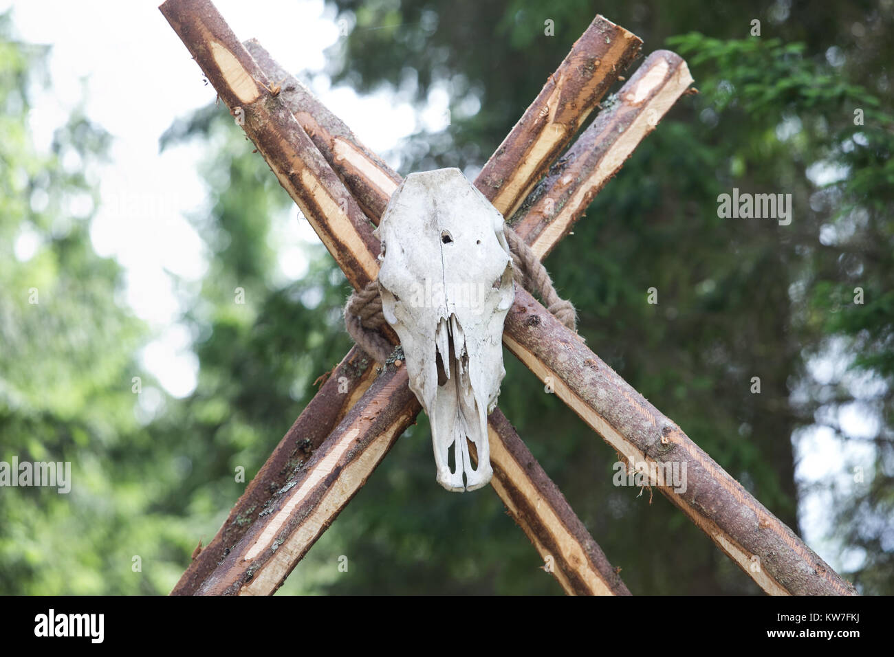 Buffalo skeleton hi-res stock photography and images - Alamy