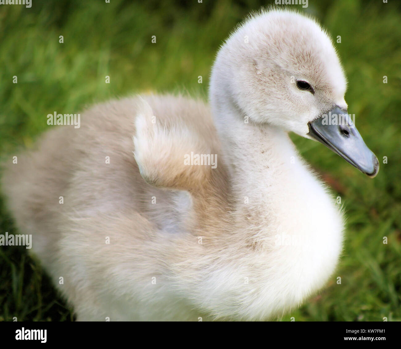 Baby Mute Swan Stock Photo - Alamy