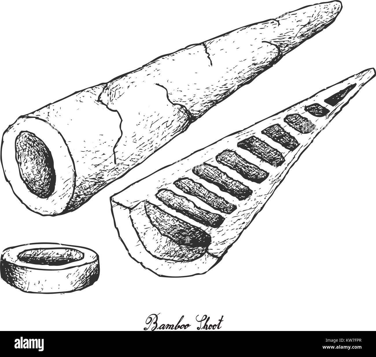 Bamboo bambusa vulgaris Stock Vector Images - Alamy