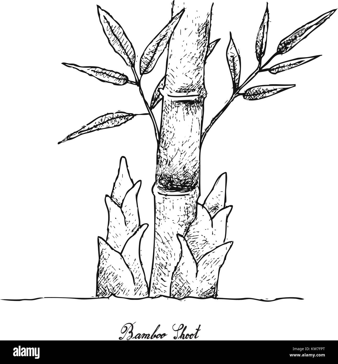 Bamboo Stalk Drawing